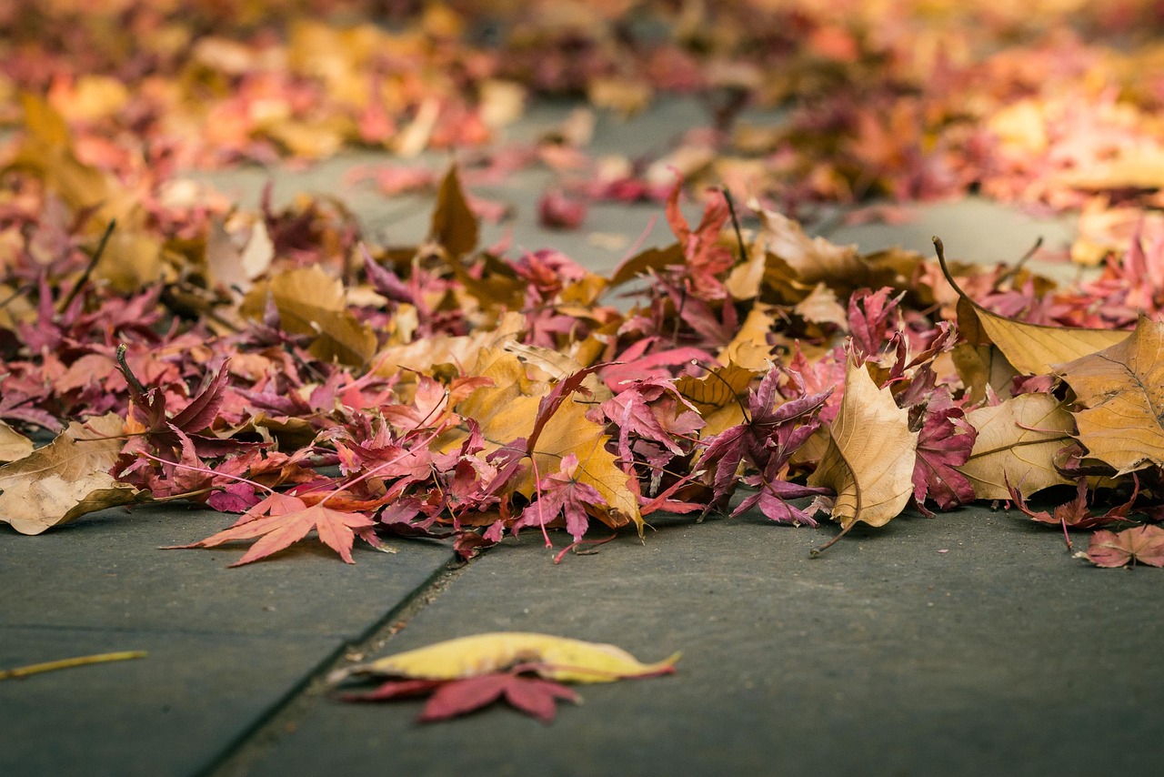 Autumn Leaves Nature - Free photo on Pixabay - Pixabay
