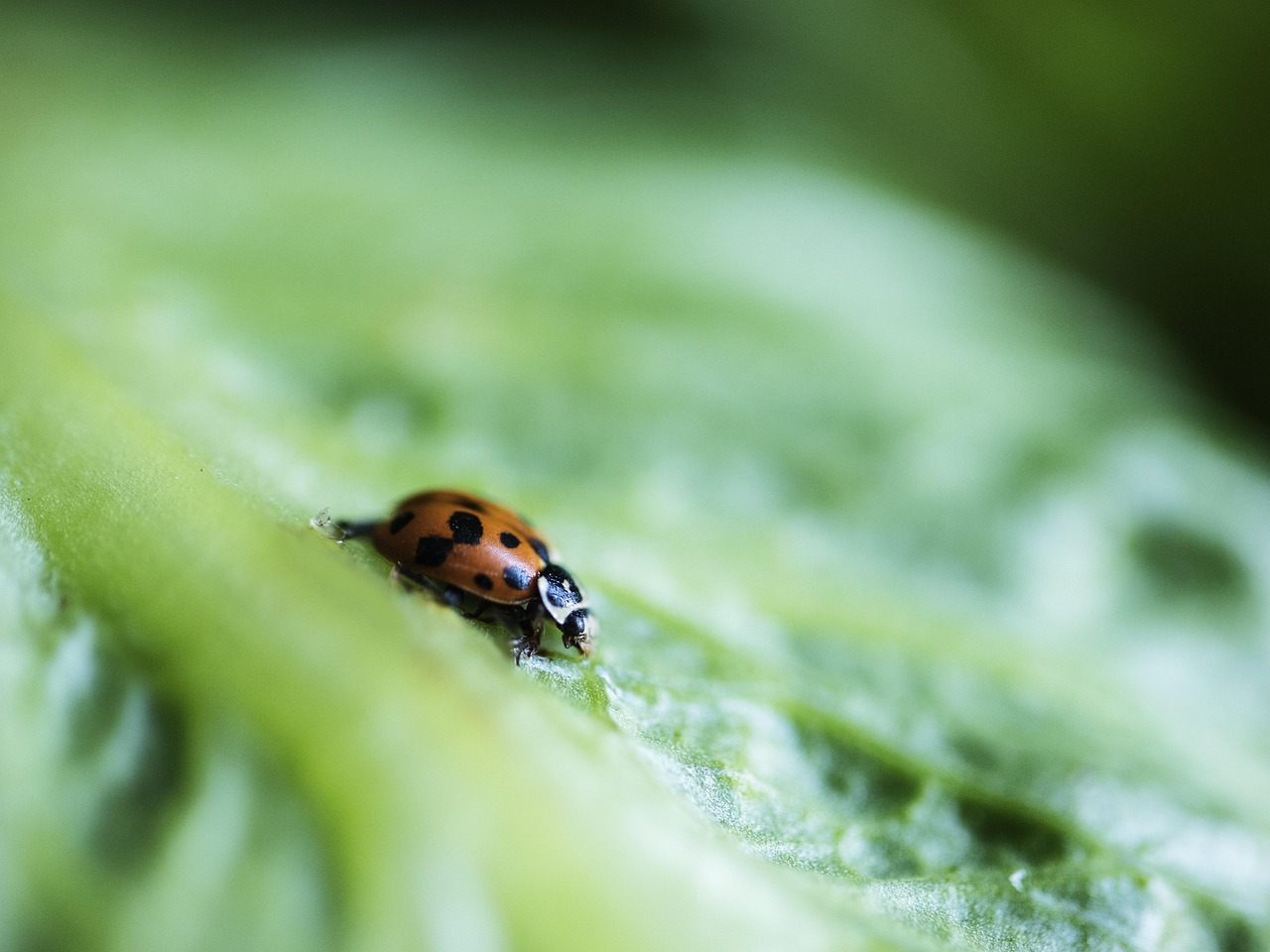 100+ Free Lady Bug & Bug Images - Pixabay