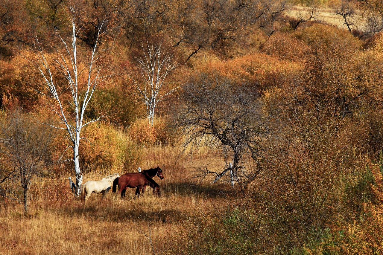 Autumn Colors Scenery The - Free photo on Pixabay - Pixabay