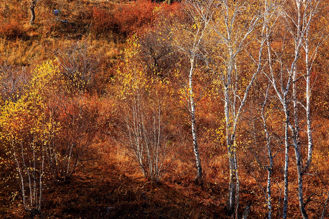 Autumn Colors Scenery The - Free photo on Pixabay