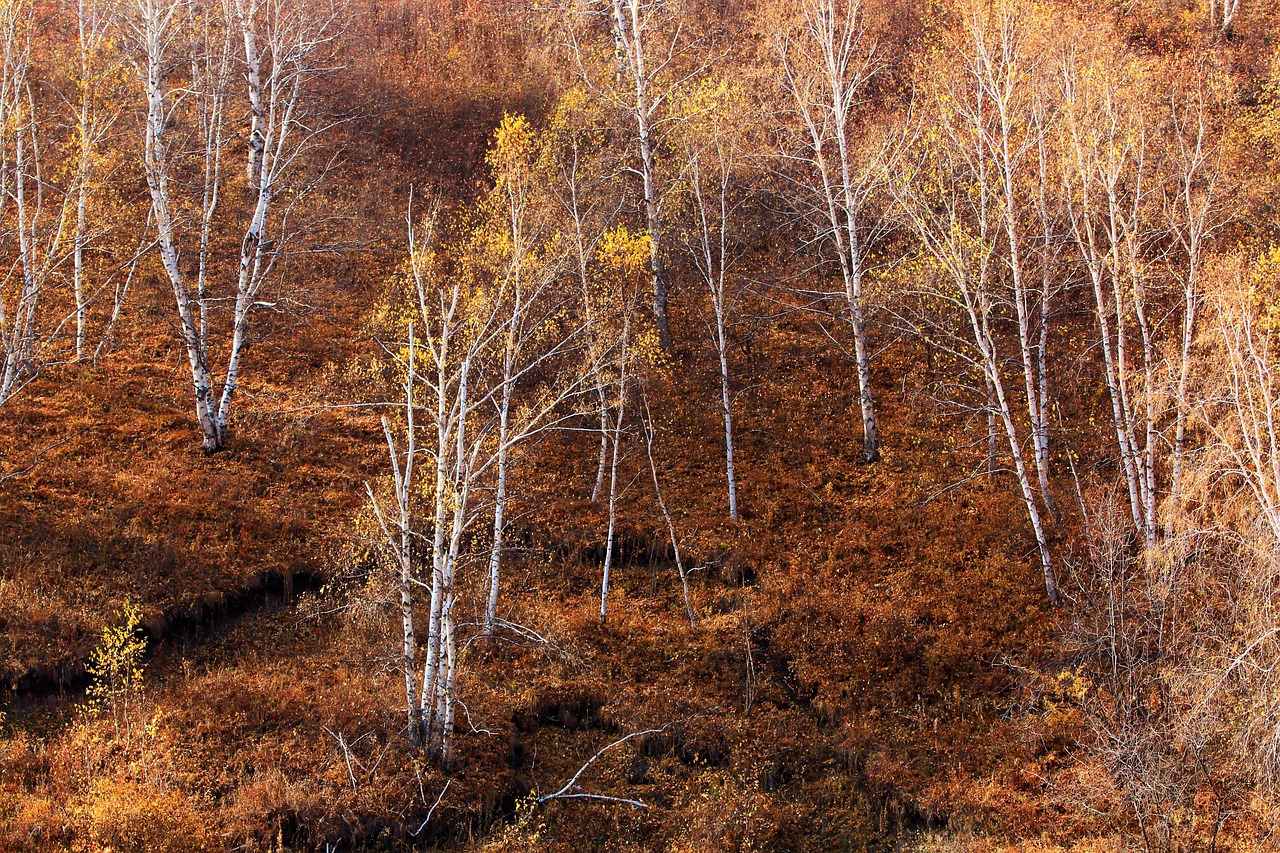 Autumn Colors Scenery The - Free photo on Pixabay - Pixabay