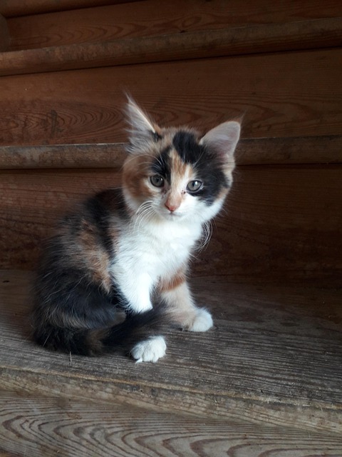 Chat Chaton Tricolore - Photo gratuite sur Pixabay - Pixabay