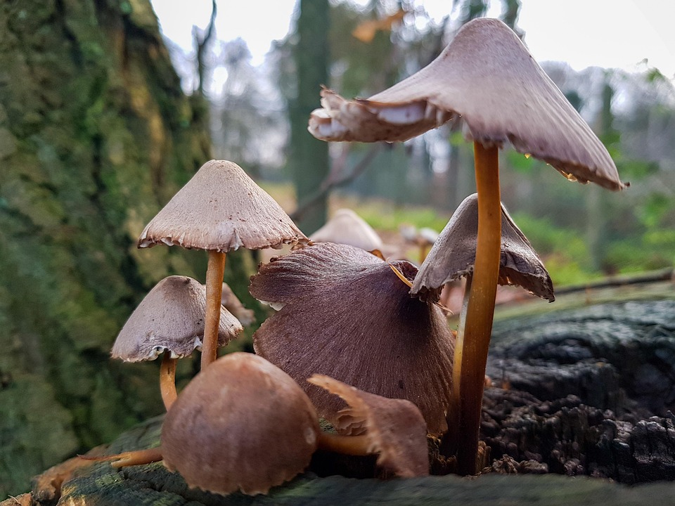 Champignons Forêt La Nature - Photo gratuite sur Pixabay - Pixabay