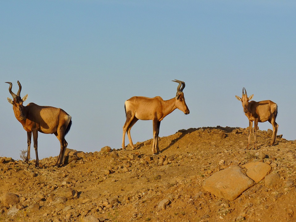 Red Hartebeest Antiloper Afrika - Gratis foto på Pixabay - Pixabay