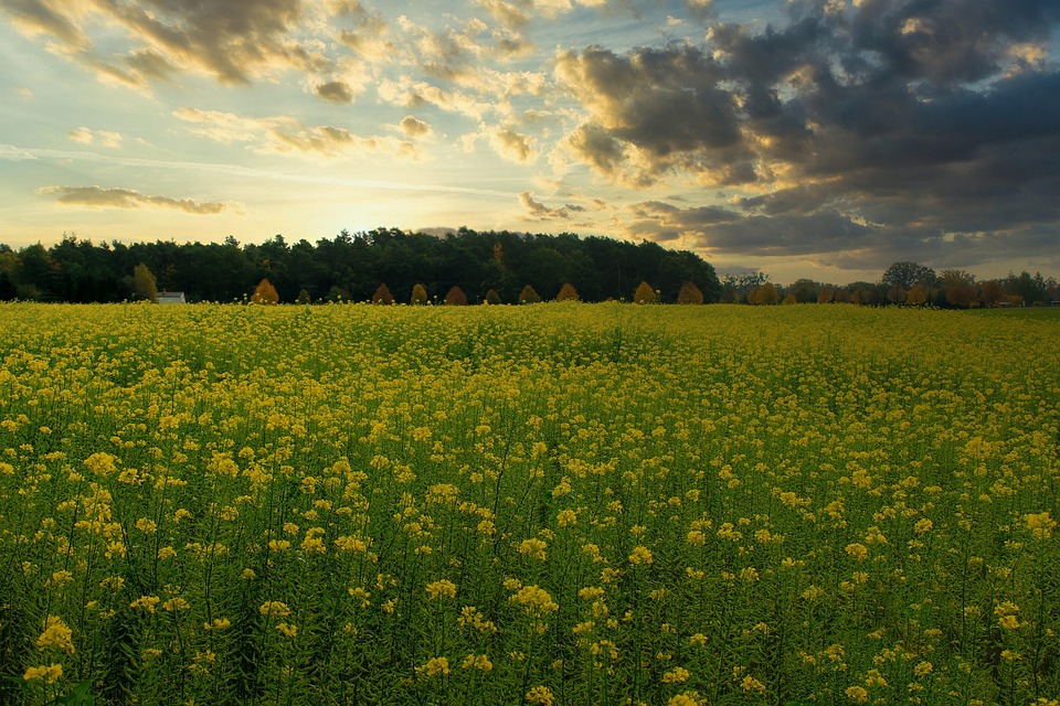 Fall Mustard Field - Free photo on Pixabay - Pixabay