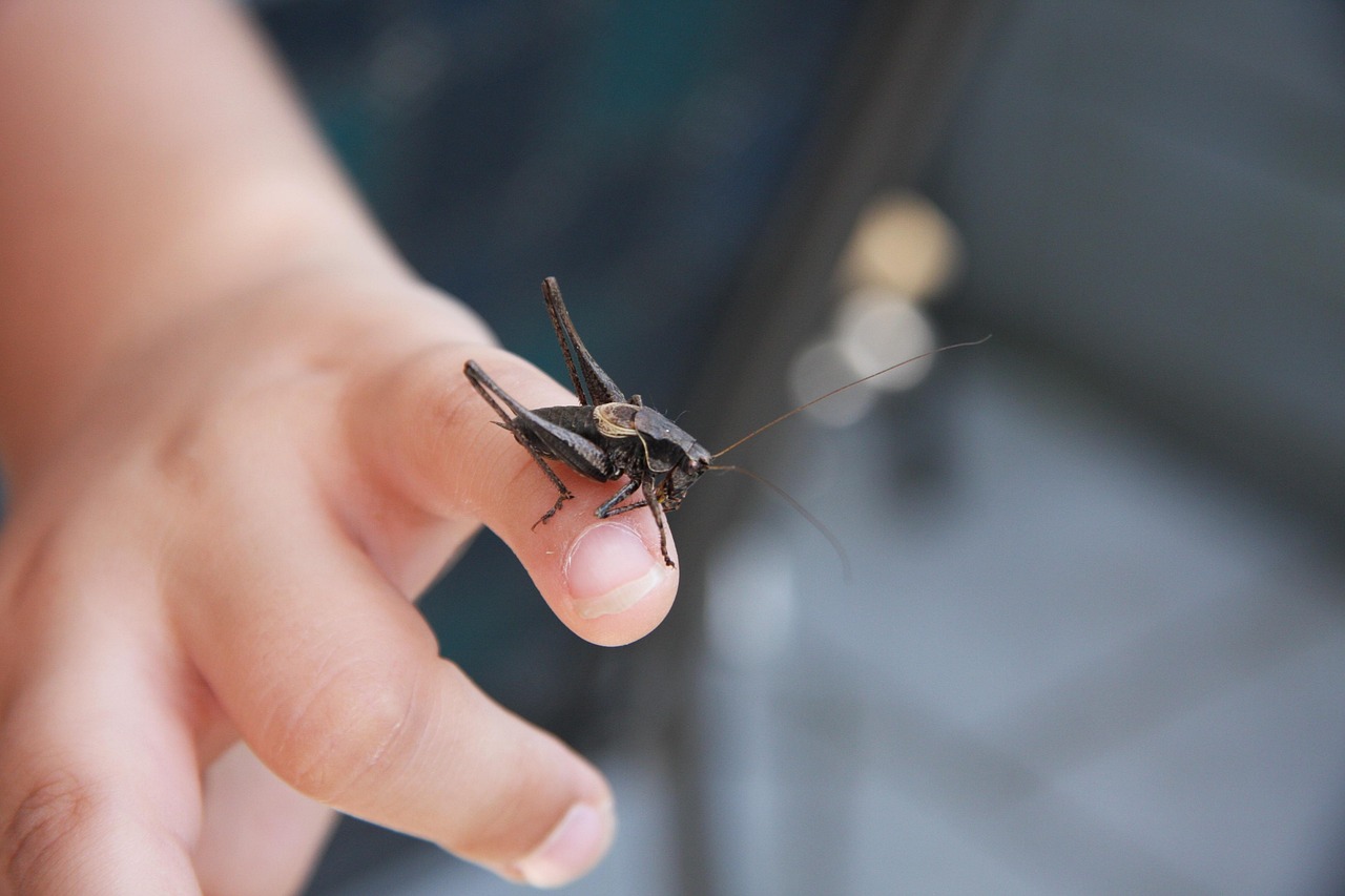 Sprinkhaan Insect Hand - Gratis foto op Pixabay - Pixabay