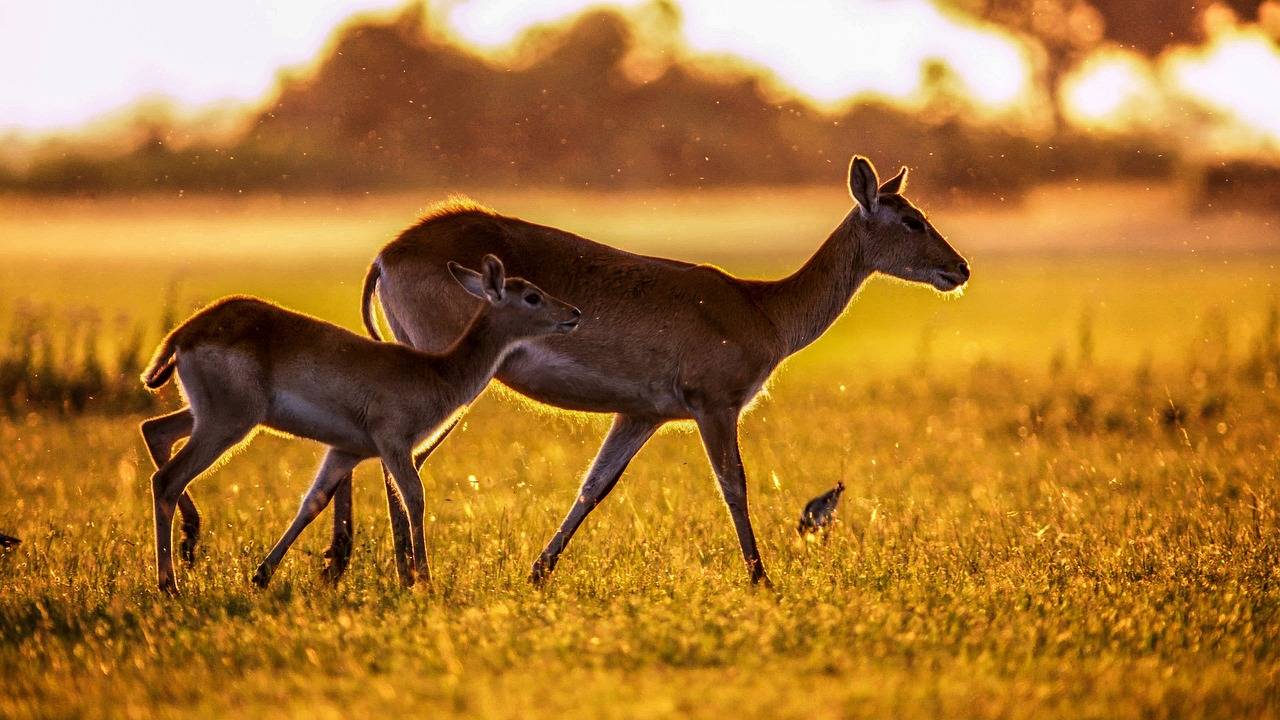300+ Free Gazelles & Nature Images - Pixabay