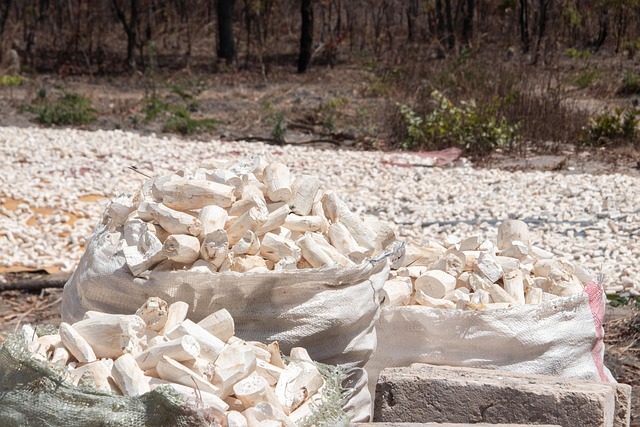 Plus de 20 000 images de Images Manioc et de Manioc - Pixabay