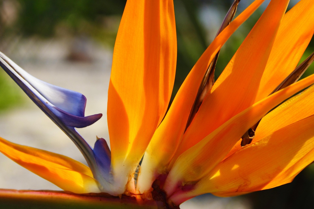 Flower Attractions Orange - Free photo on Pixabay
