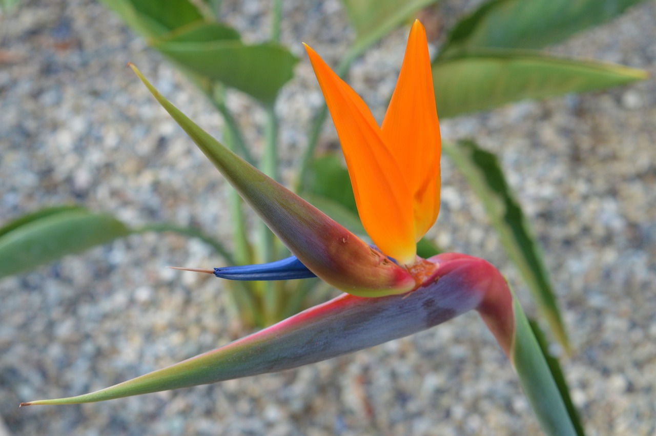 Flower Attractions Orange - Free photo on Pixabay - Pixabay