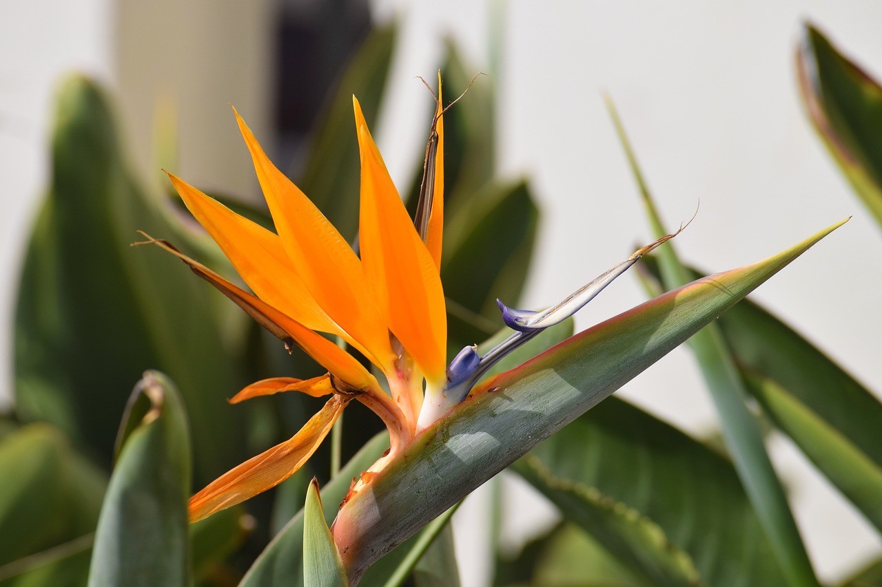 Flower Attractions Orange - Free photo on Pixabay