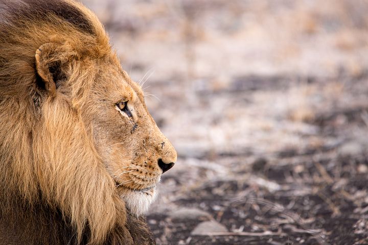 6,000+ Free Lions & Animal Images