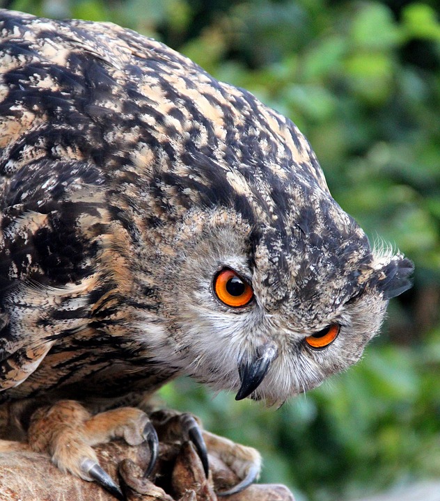 Hibou Rapace Oiseau La - Photo gratuite sur Pixabay - Pixabay