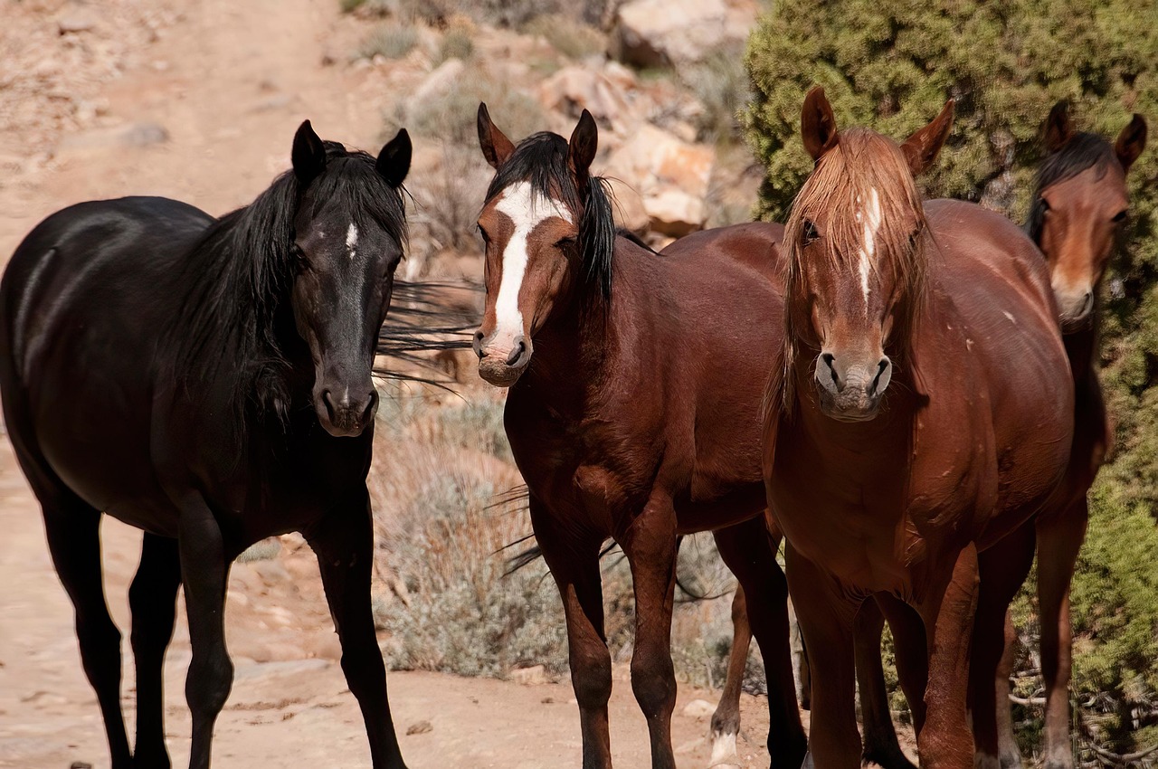 Wilde Paarden Mustang