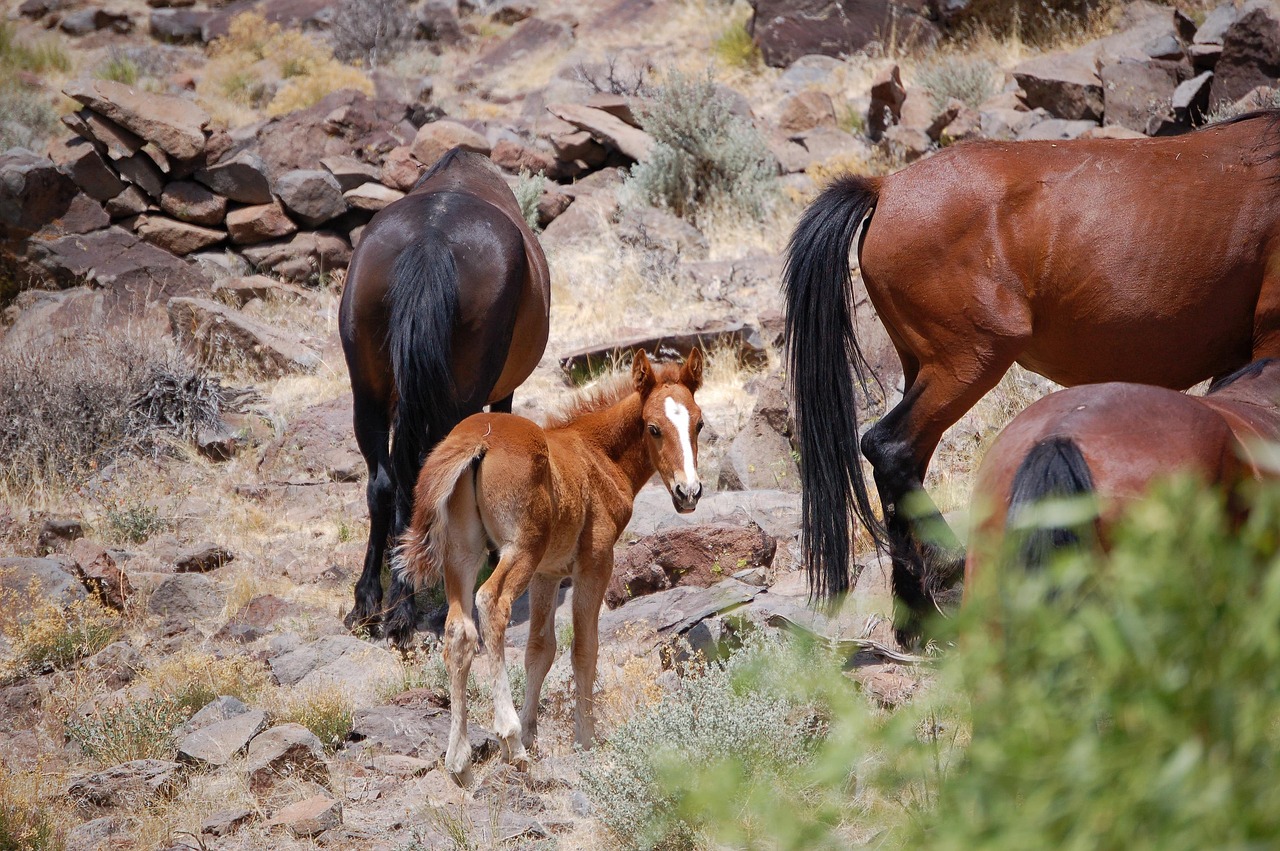 Wilde Pferde Mustang Wilde Pferde Von Nevada, Amerikanischen Wilden