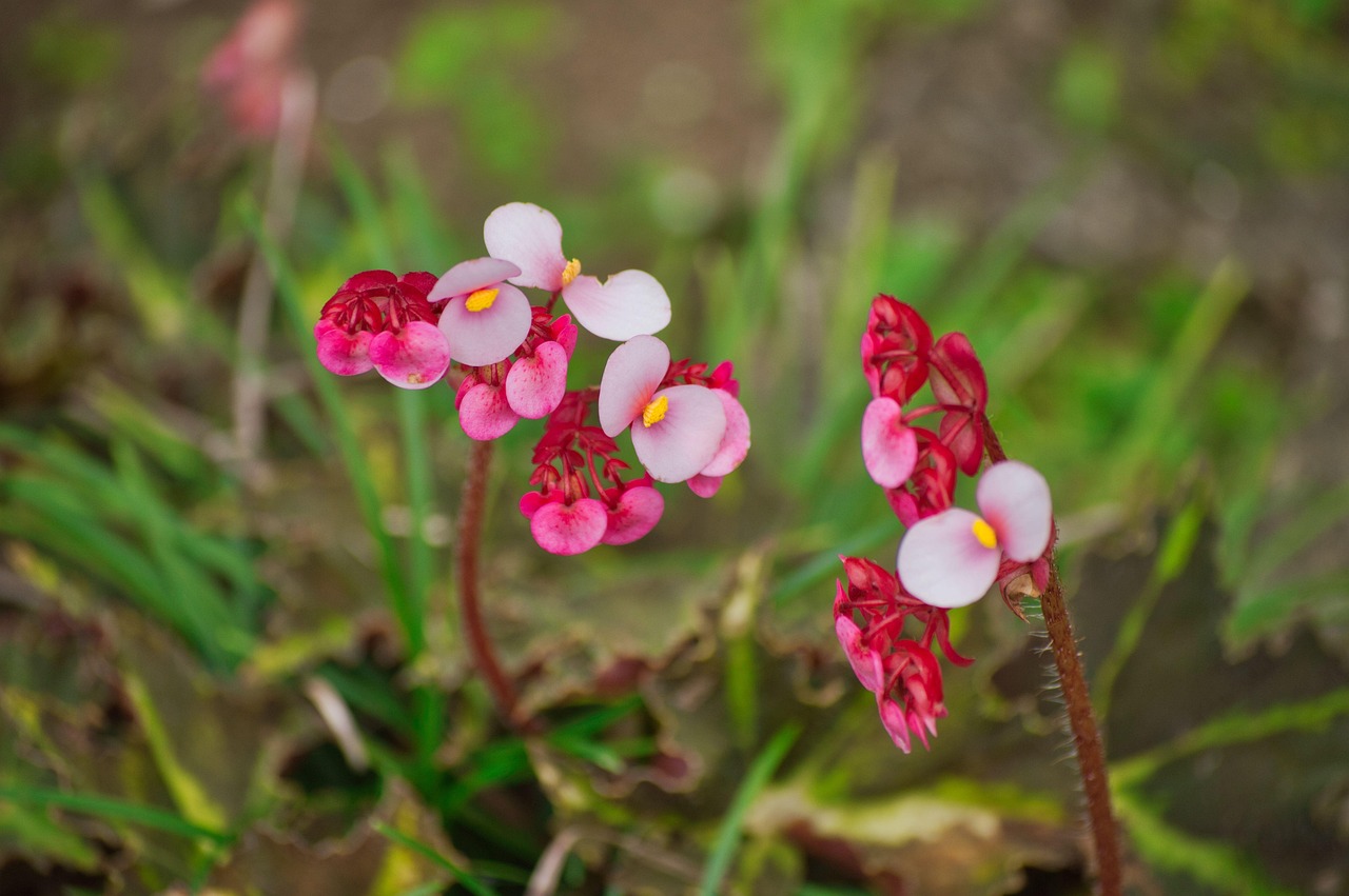 Costa Rica Fleurs Cour - Photo gratuite sur Pixabay - Pixabay