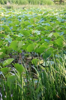 40+ Free Water Lily Field & Nature Images - Pixabay
