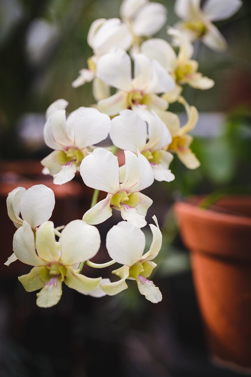 Natural Pure Fresh - Free photo on Pixabay - Pixabay