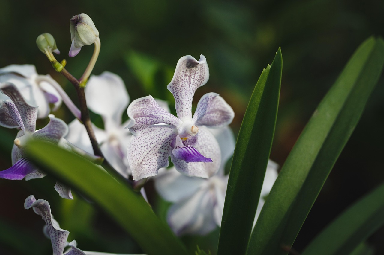 Natural Puro Fresco - Foto gratis en Pixabay - Pixabay