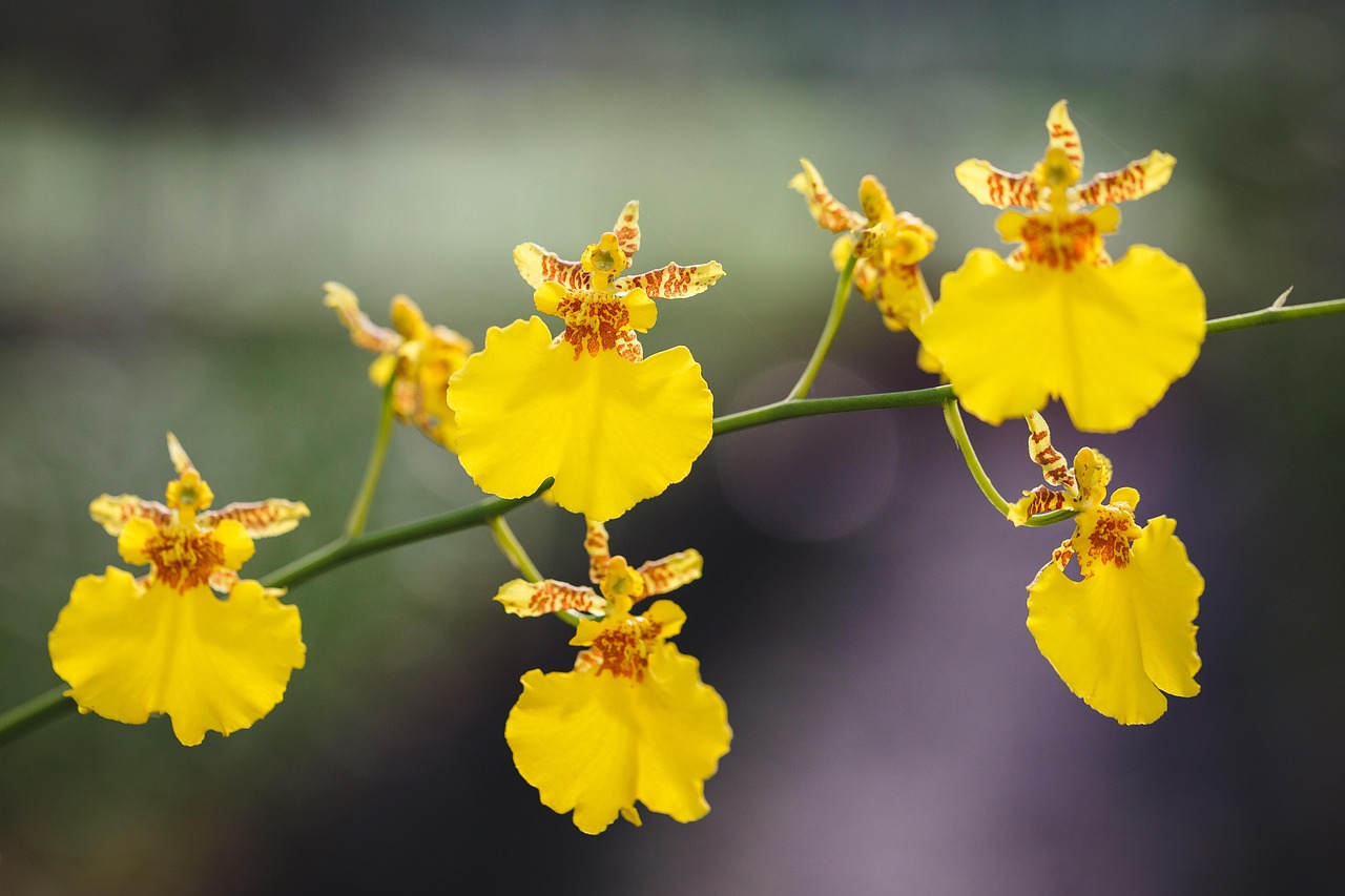 Natural Puro Fresco - Foto gratis en Pixabay - Pixabay