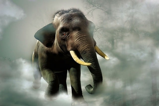 100+ Free Wildlife Pictures & Nature Images - Pixabay