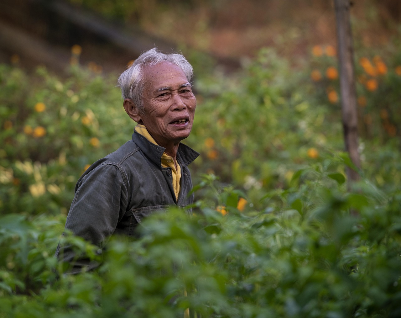 Farm Man Thai Farmer - Free photo on Pixabay - Pixabay