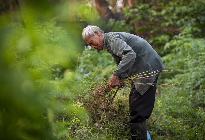 Plus de 100 images de Paysan et de Fermier