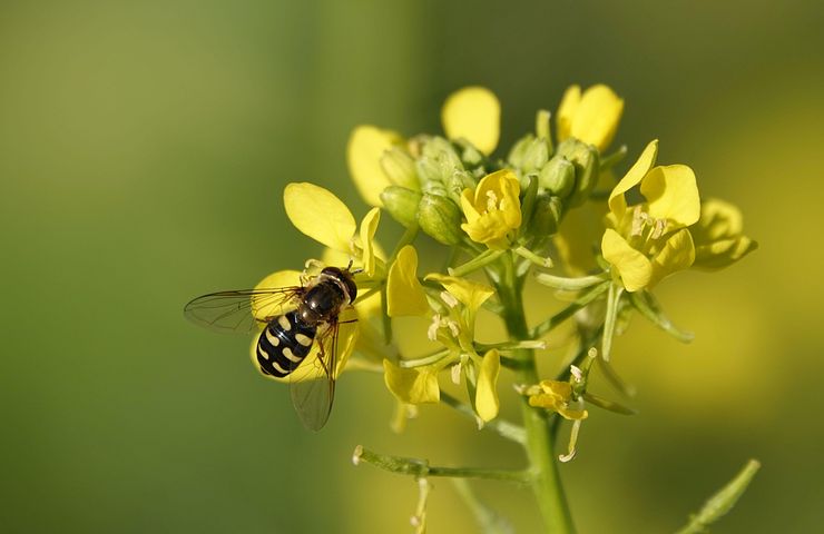100+ Free Mustard Flowers & Mustard Images - Pixabay