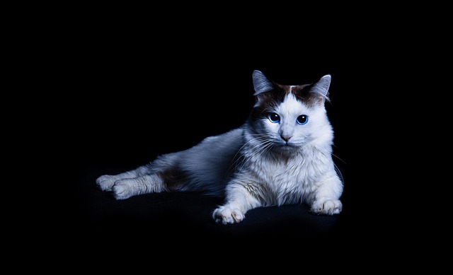 Cat Low Key Dark Blue Eyes - Free photo on Pixabay