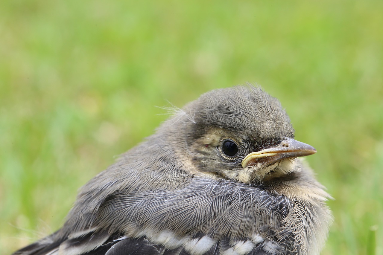 Bird Infant Fluffy - Free photo on Pixabay - Pixabay