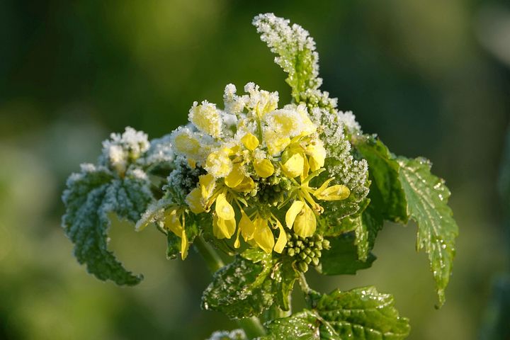70+ Free Mustard Plant & Mustard Photos - Pixabay