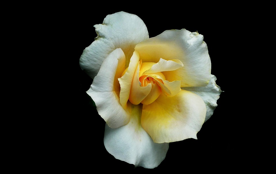 Rose Bunga Teh - Foto gratis di Pixabay - Pixabay