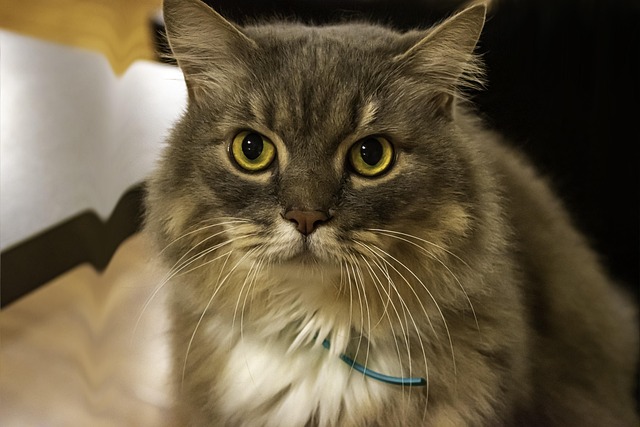 Cat Wonder Catty - Free photo on Pixabay