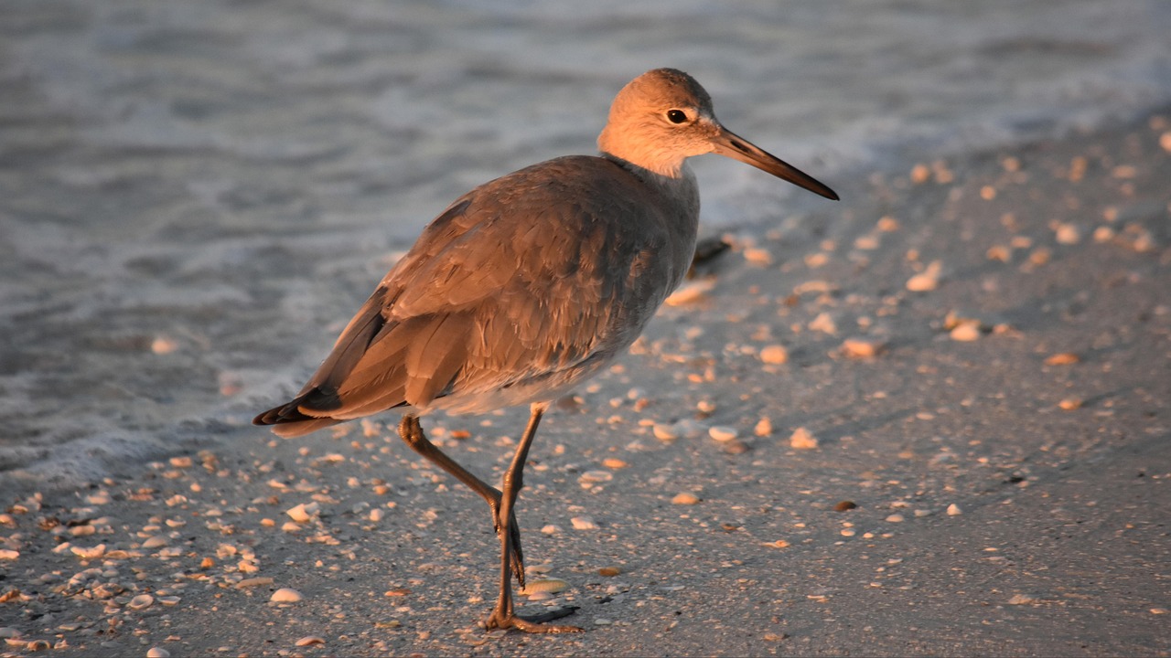 200+ Free Sandpiper & Nature Images - Pixabay