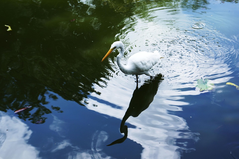 Crane Bird Nature - Free photo on Pixabay