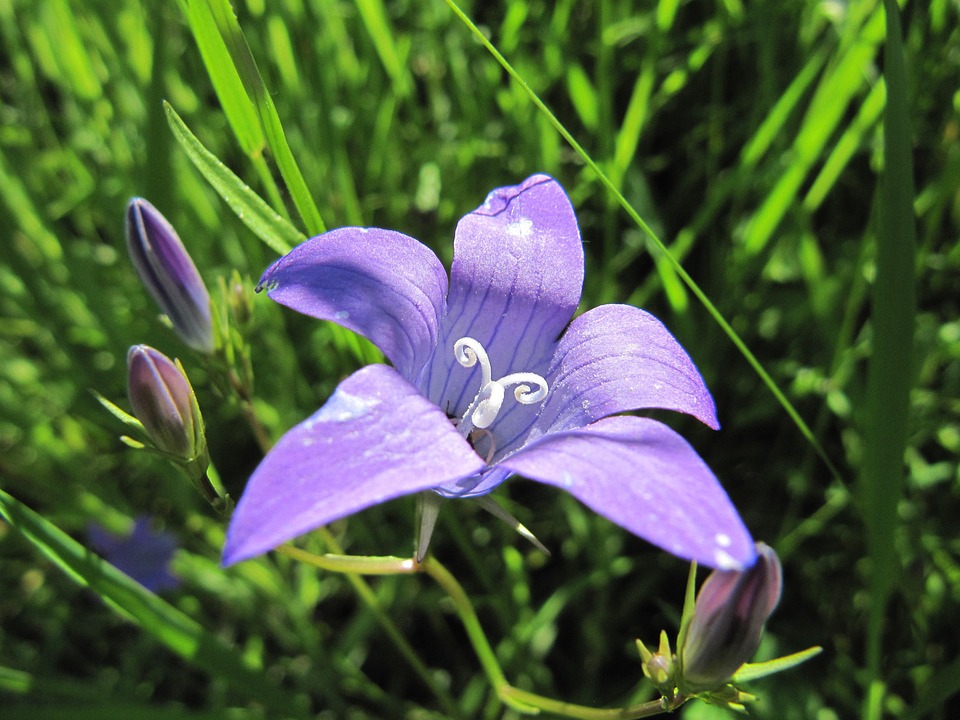 Flora Flower - Free photo on Pixabay - Pixabay