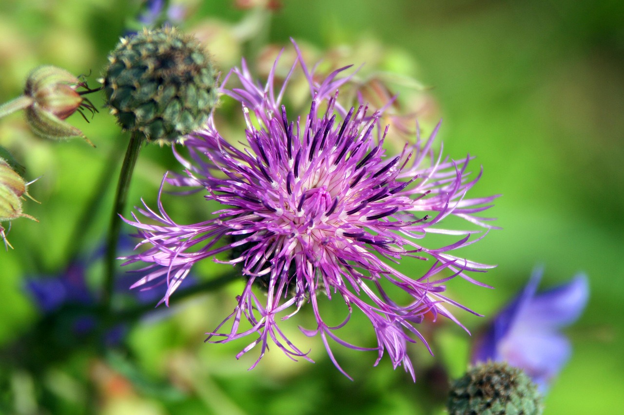 Fleur Plante Photo Gratuite Sur Pixabay Pixabay 8630