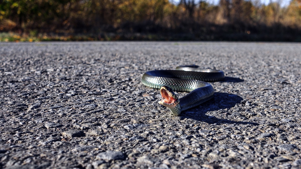 Más de 10 000 imágenes gratis de Snake Dancing y Naturaleza - Pixabay