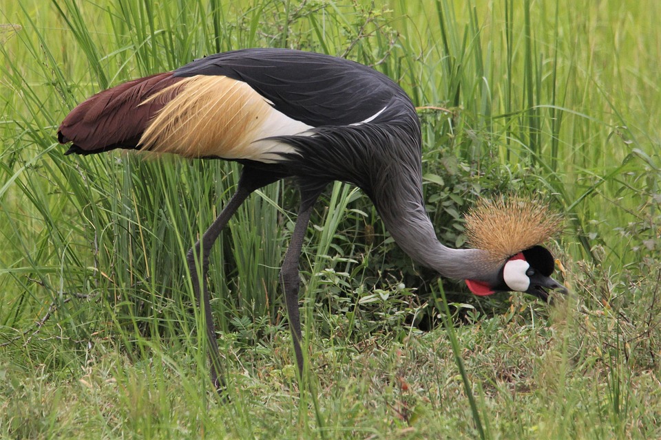 East African Crested Crane Grey - Free photo on Pixabay