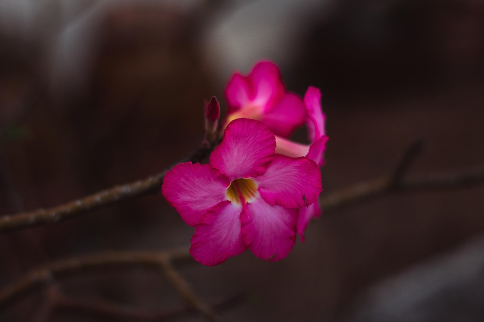 Menarik Bunga Belukar - Foto gratis di Pixabay - Pixabay