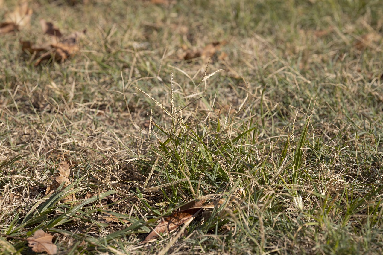 Soil Grass Season - Free photo on Pixabay - Pixabay