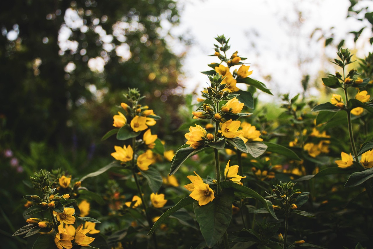 L'Été Nature Fleurir - Photo gratuite sur Pixabay - Pixabay
