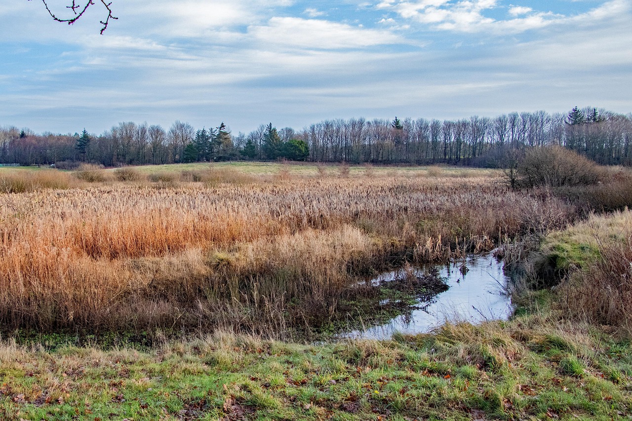 Más de 10 000 imágenes gratis de Arroyos y Naturaleza - Pixabay