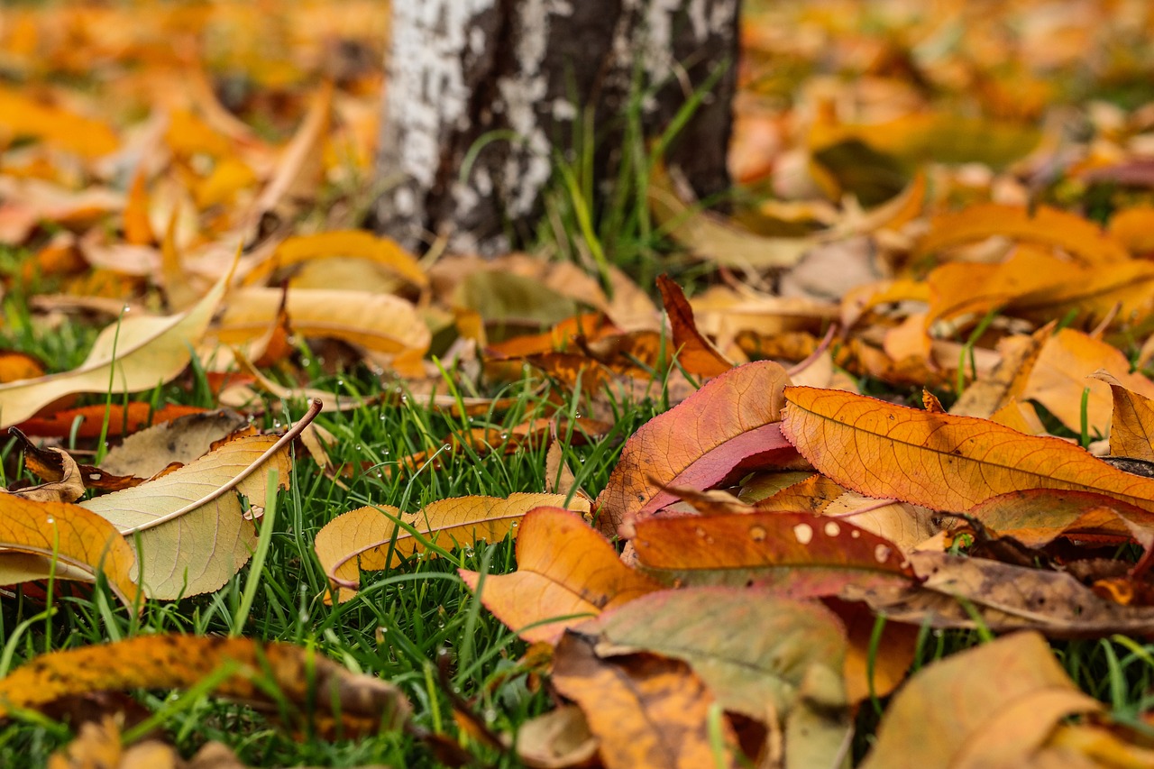 Autumn Alone Leaves - Photo gratuite sur Pixabay - Pixabay