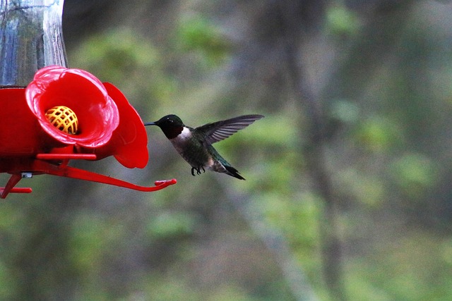 Colibrí Alimentación Pájaro Fauna - Foto gratis en Pixabay - Pixabay