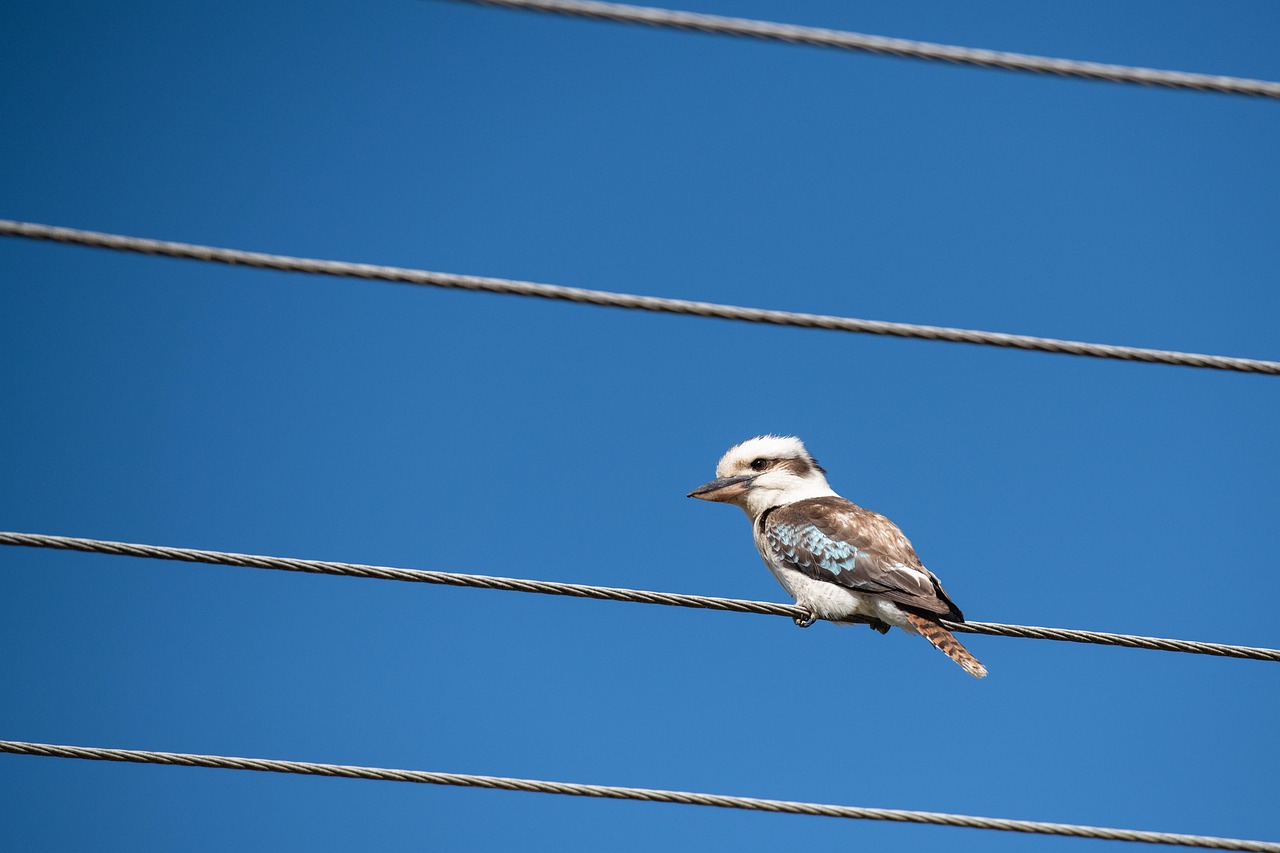 Laughing Kookaburra Kingfisher - Free photo on Pixabay - Pixabay