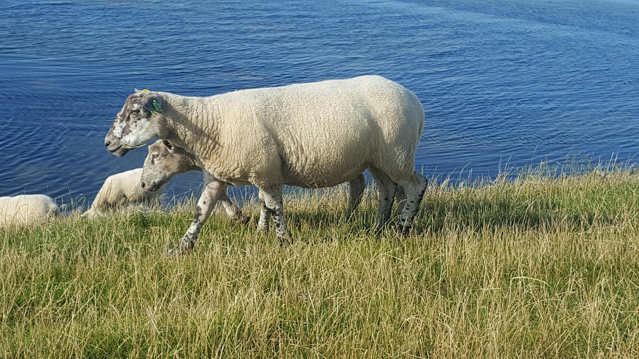 Le Mouton La Mer Du Nord Gazon - Photo gratuite sur Pixabay - Pixabay