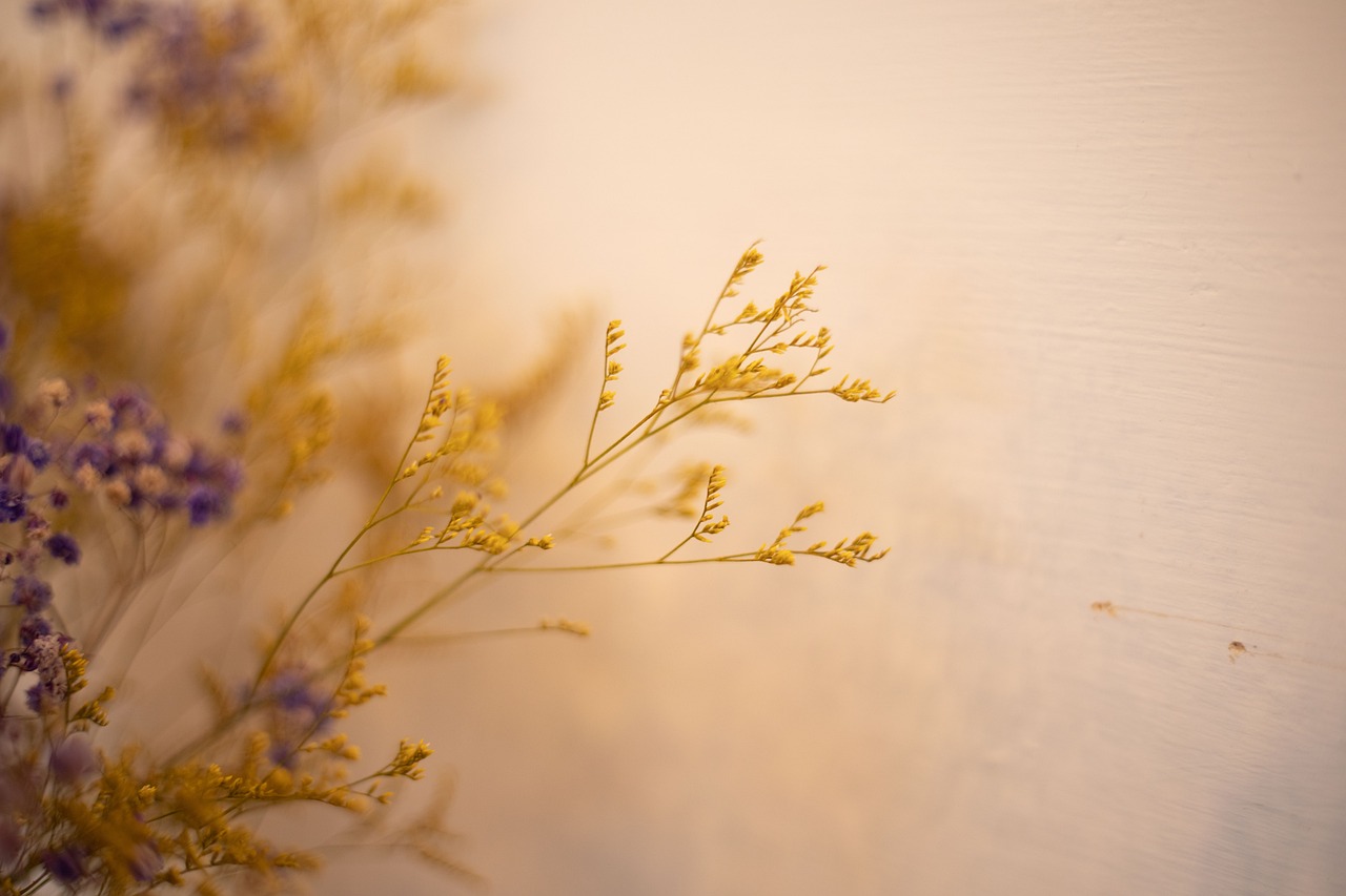 50,000+ Free Vujania Plant Pictures & Picture Frame Images - Pixabay