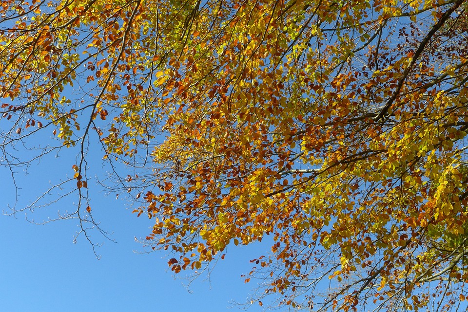 Leaves Fall Heaven - Free photo on Pixabay - Pixabay