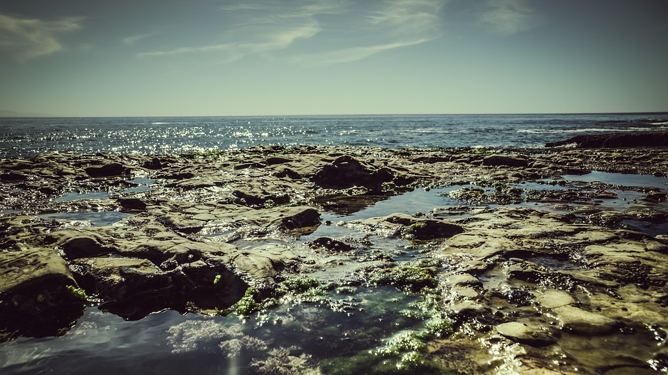 Photography Tide Pool Santa Cruz - Free photo on Pixabay - Pixabay